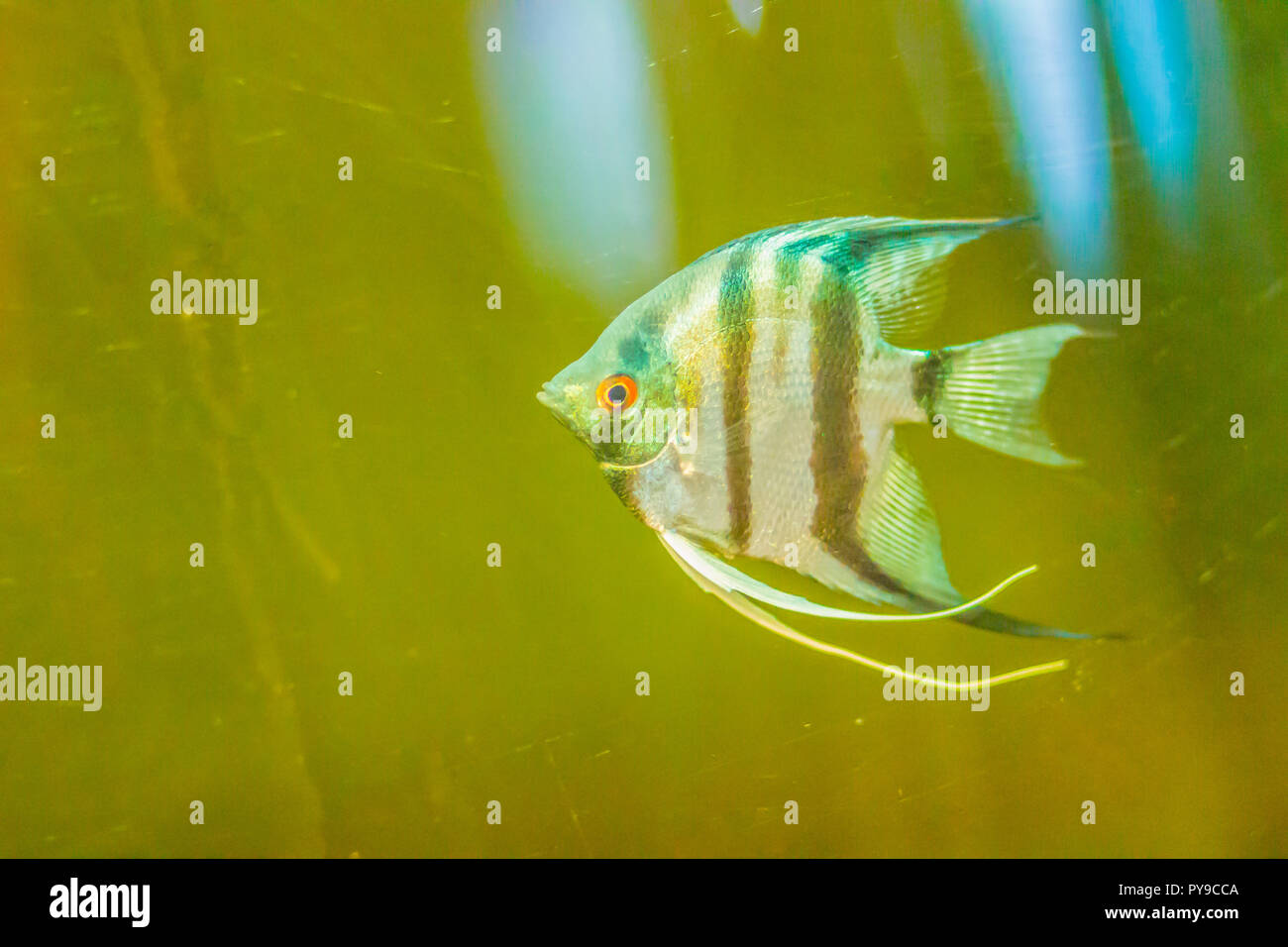 Cute angelfish (Pterophyllum) fish, a small genus of freshwater fish ...