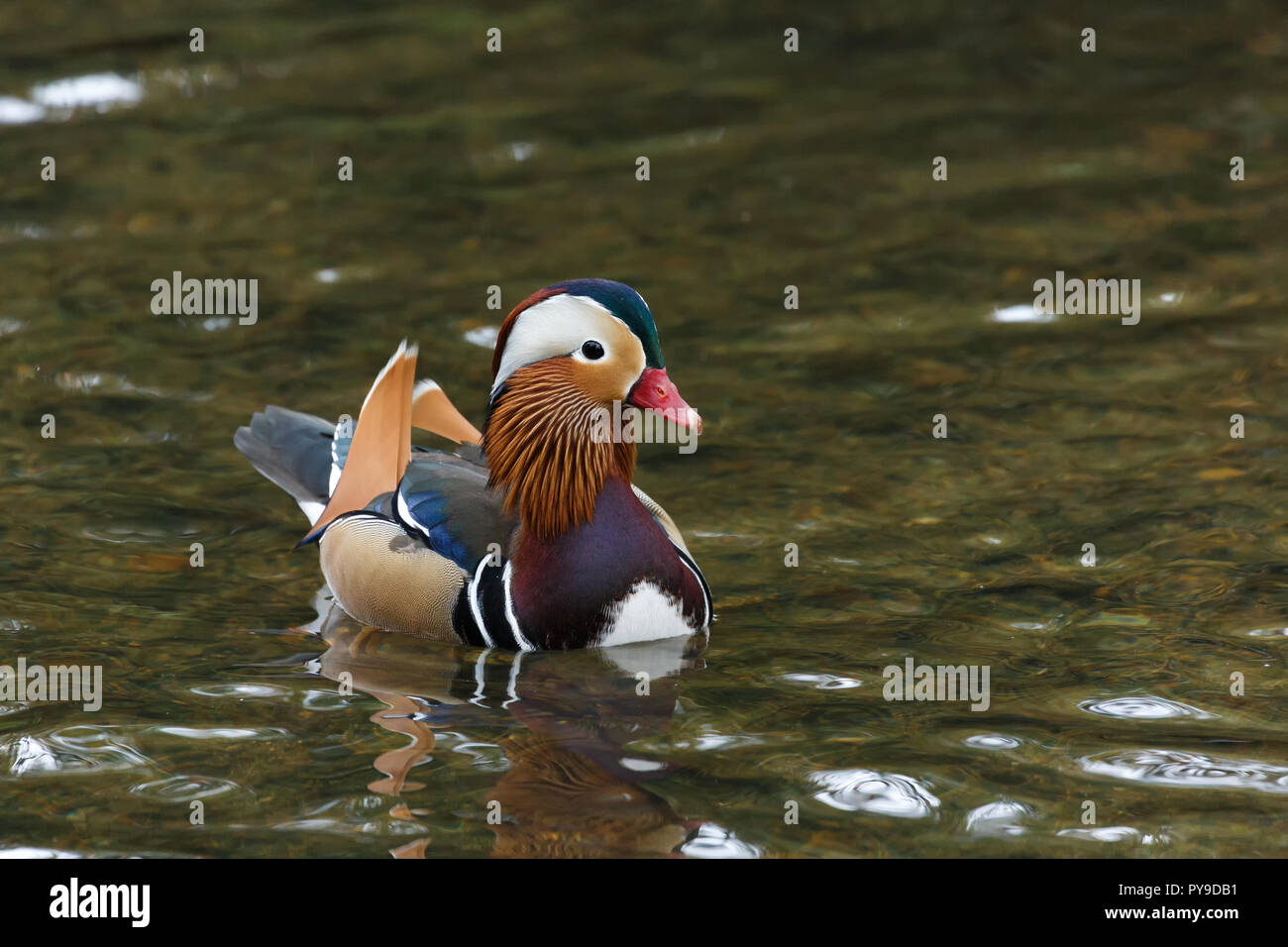 Birds of burnaby lake hi-res stock photography and images - Alamy