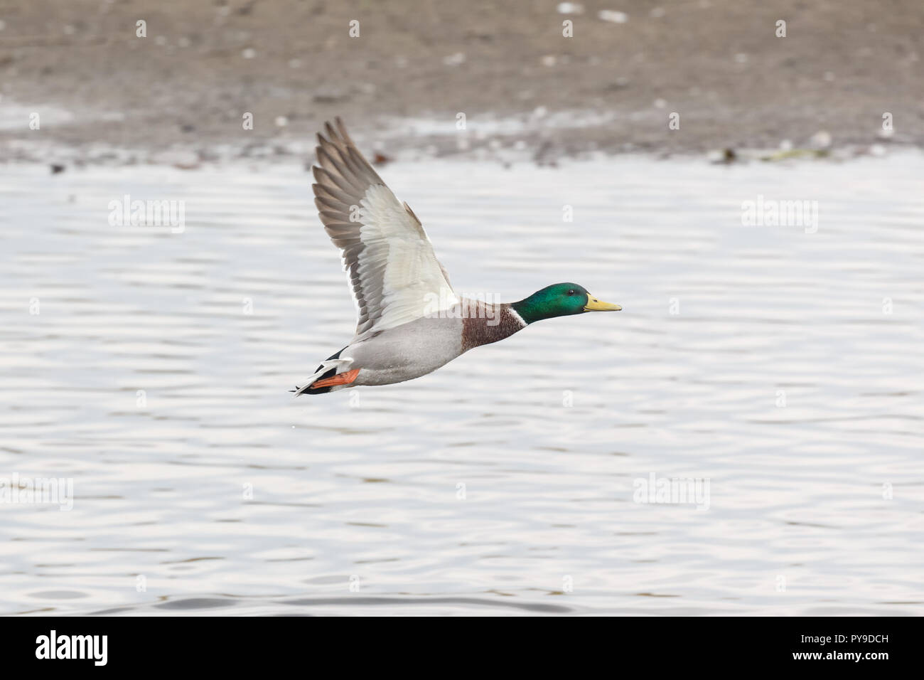 Mallard ducks flying hi-res stock photography and images - Alamy