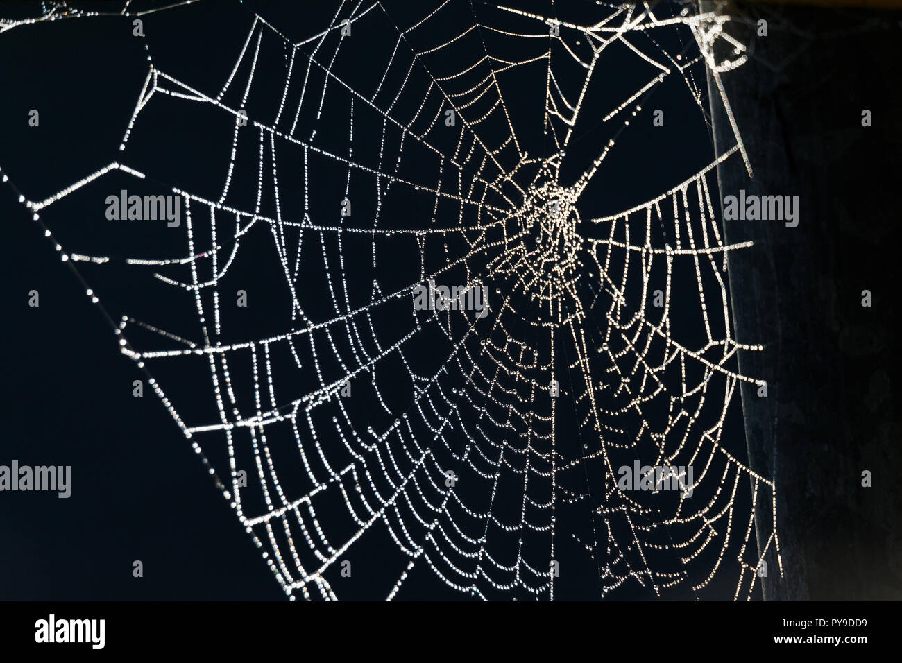 White Spider web, Some water drops on spider web Stock Photo - Alamy