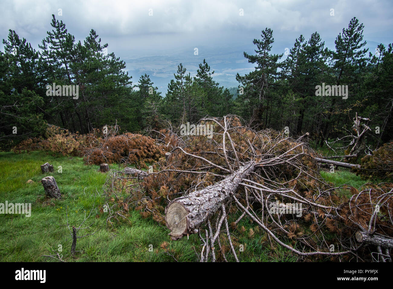 Chopped tree in a forest prepared for firewood logs Stock Photo - Alamy