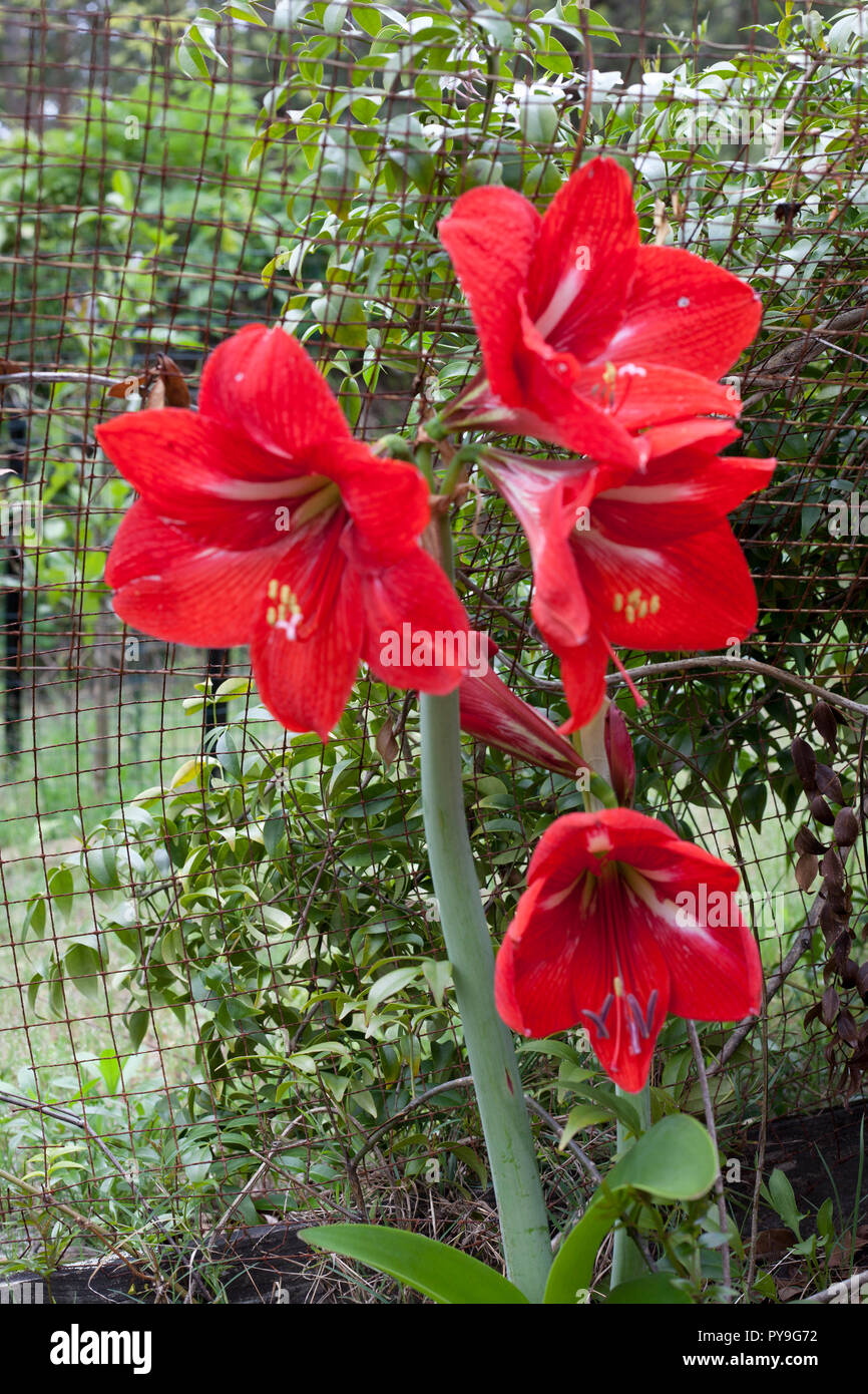 Australian lillies hi-res stock photography and images - Alamy