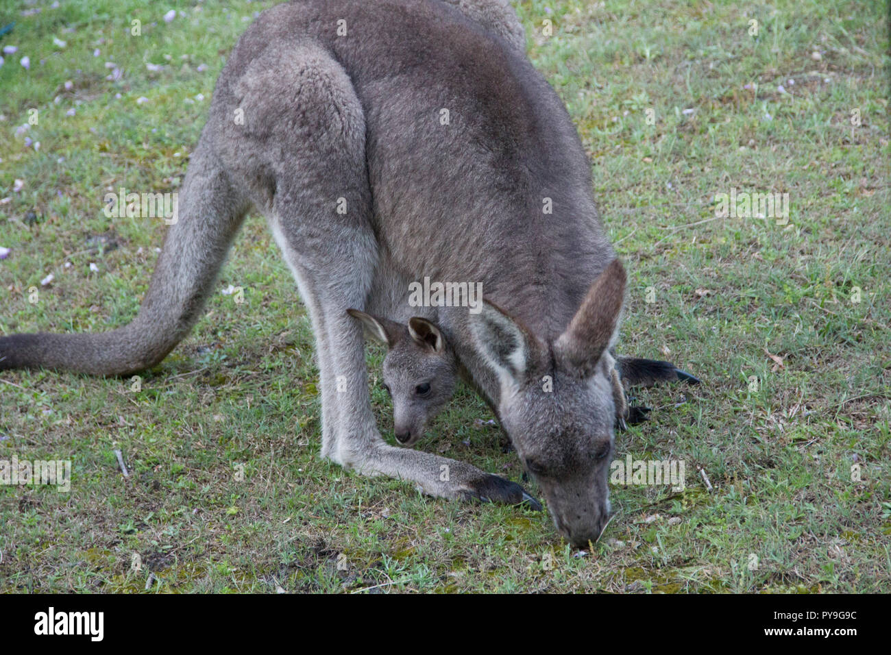 Baby joey in pouch hi-res stock photography and images - Alamy