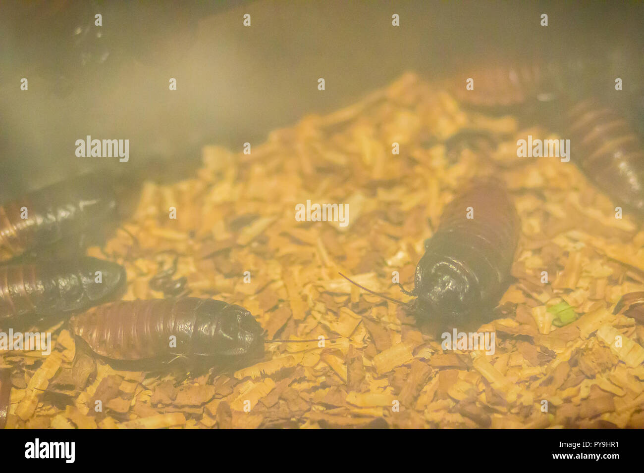 Jungle cockroach hi-res stock photography and images - Alamy