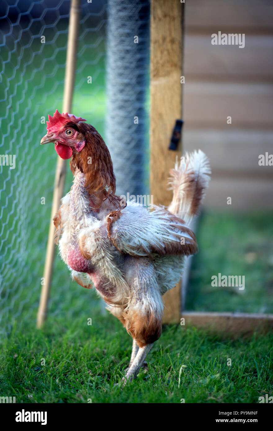 Ex Battery Hen High Resolution Stock Photography and Images - Alamy