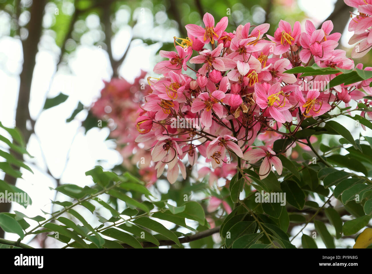 Beautiful big tree with pink flower, vermilion flamboyant tree bloom in ...