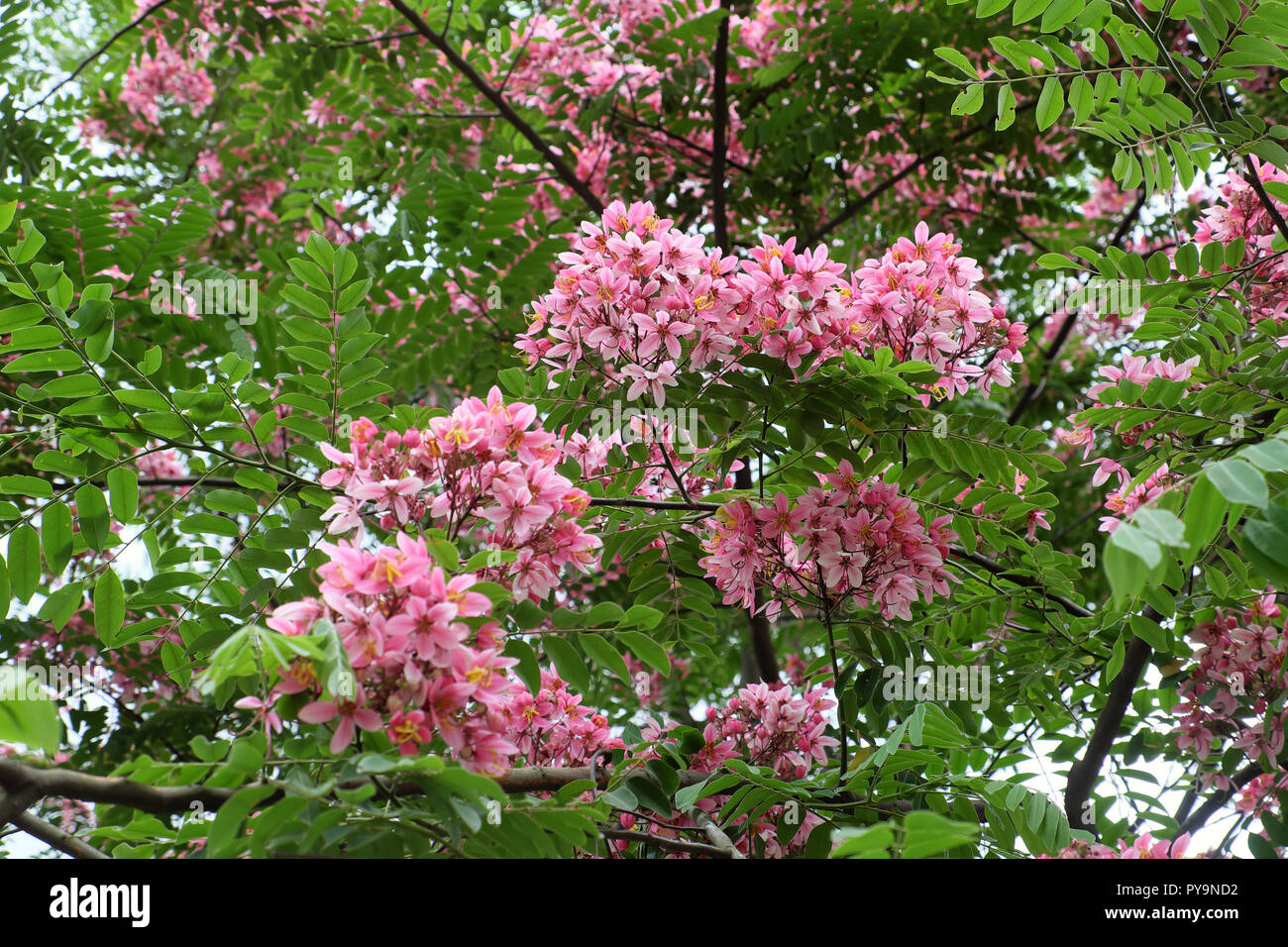 Beautiful big tree with pink flower, vermilion flamboyant tree bloom in ...