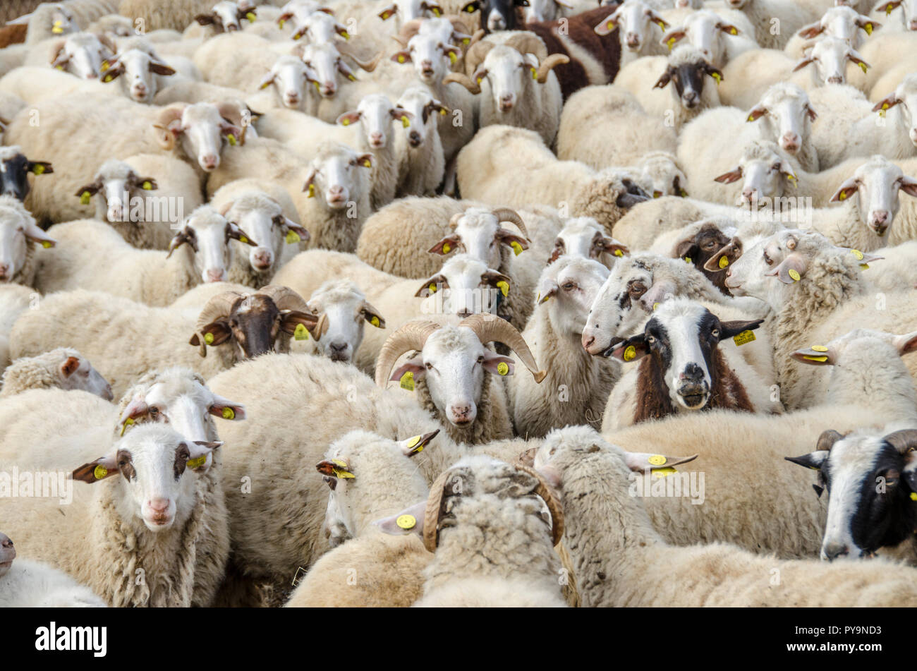 Flock of sheep Stock Photo - Alamy