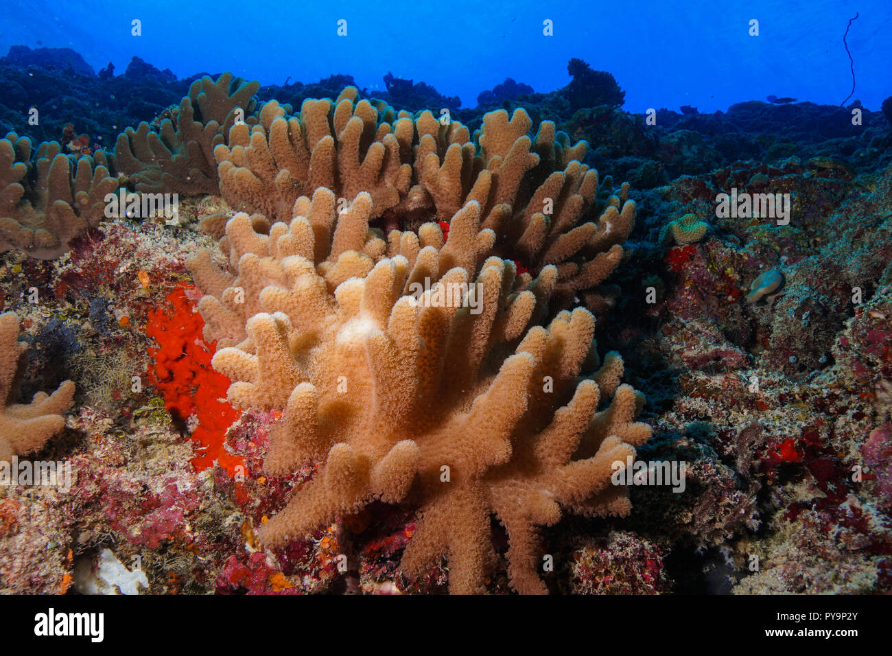 Finger corals hi-res stock photography and images - Alamy
