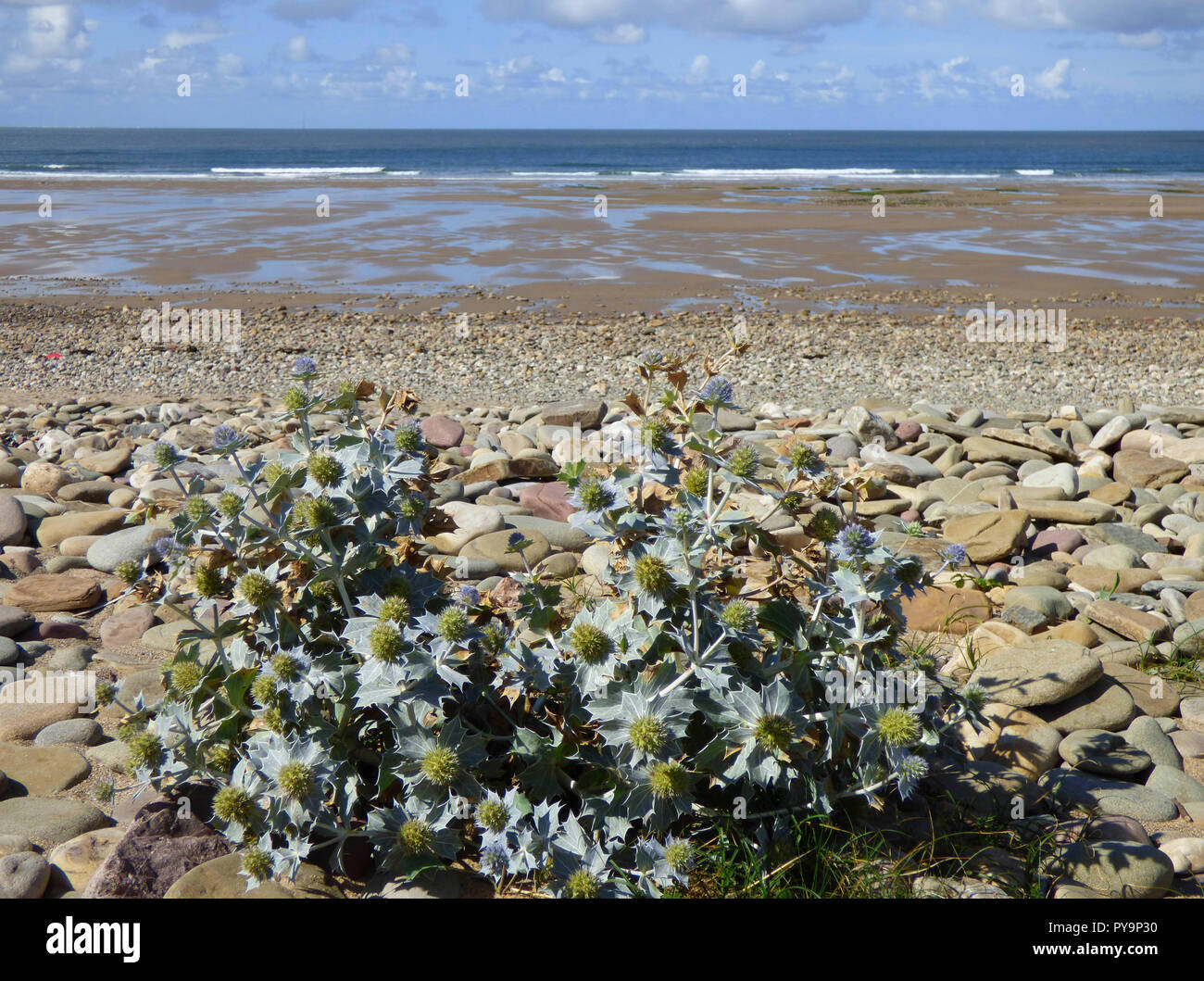 Kenfig nature reserve wales hi-res stock photography and images - Alamy