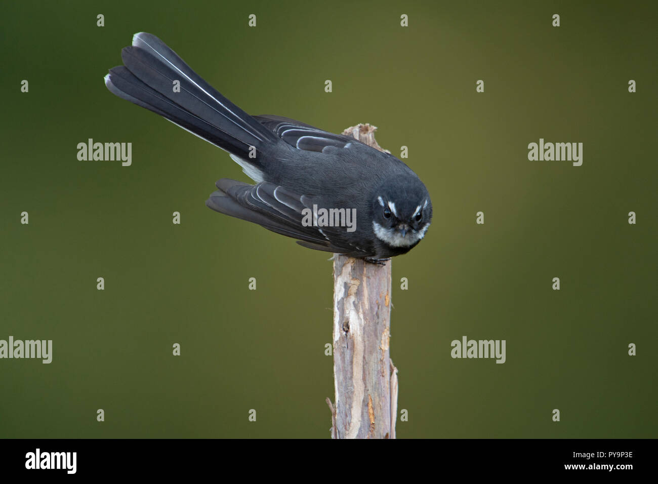 Australian fantail hi-res stock photography and images - Alamy