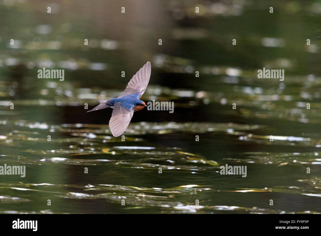welcome swallow in flight across water north west tasmania australia ...