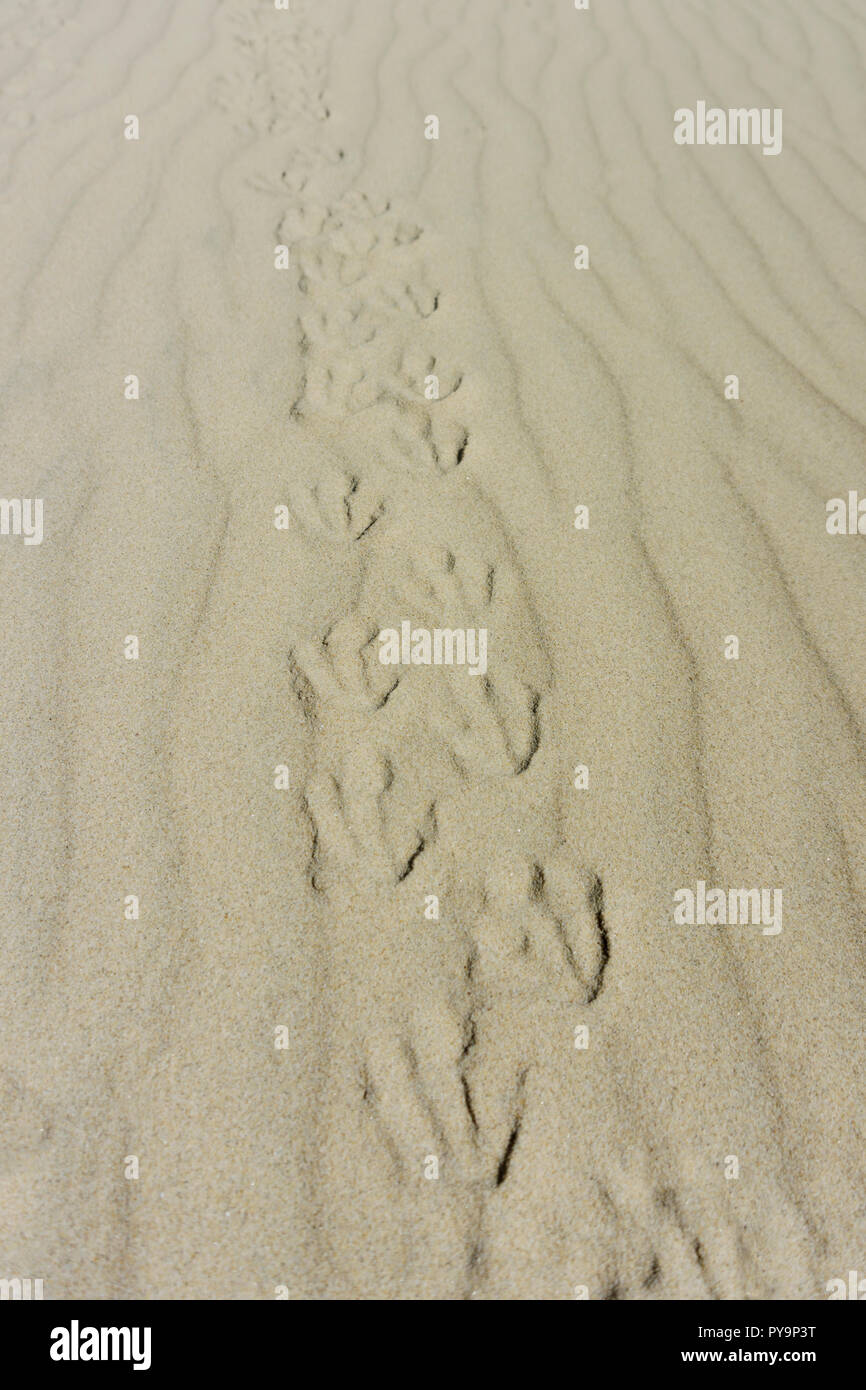 Penguin Footprints Stock Photos & Penguin Footprints Stock Images - Alamy