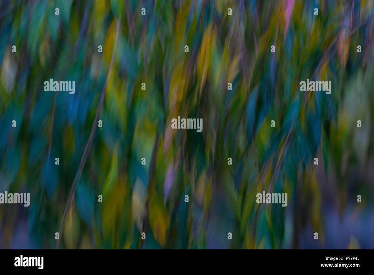 Autumn leaves blowing wind hi-res stock photography and images - Alamy