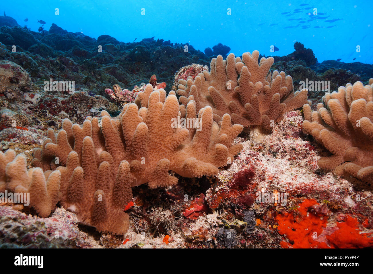 Leather finger Corals at the Maldives Stock Photo - Alamy