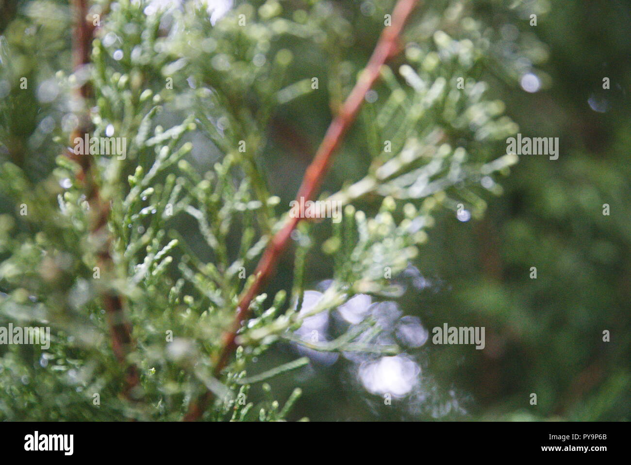 Out of focus tree branches hi-res stock photography and images - Alamy