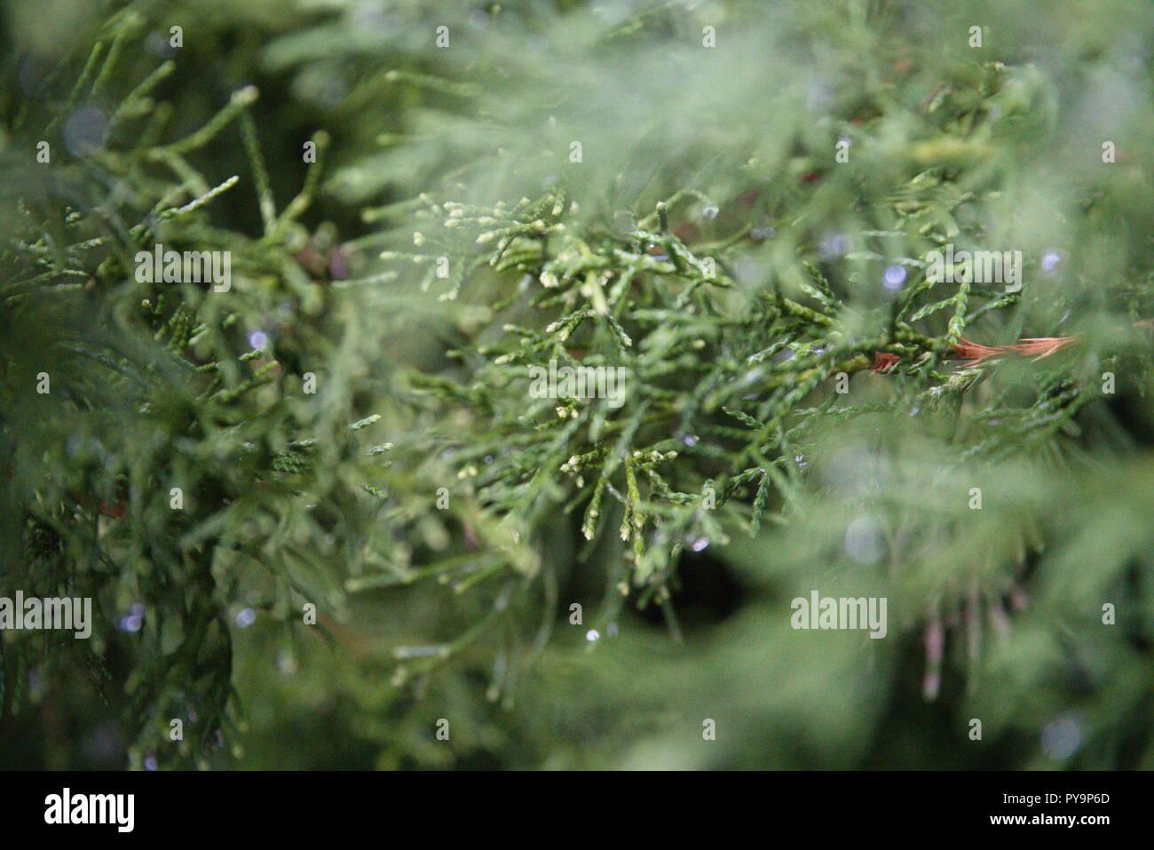 Out of focus tree branches hi-res stock photography and images - Alamy