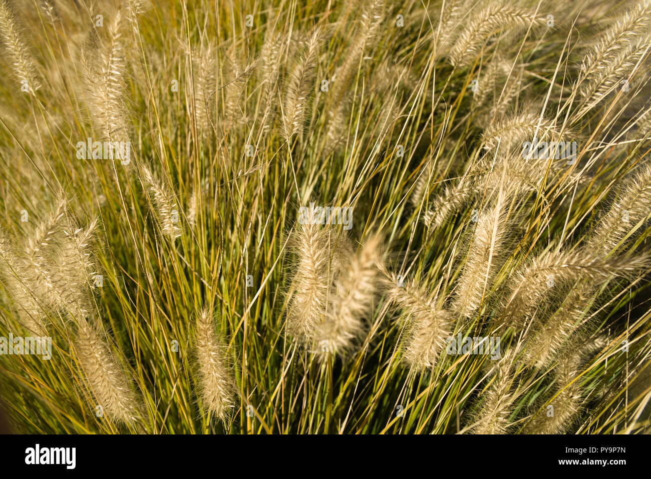 A bunch of grain stalks Stock Photo - Alamy