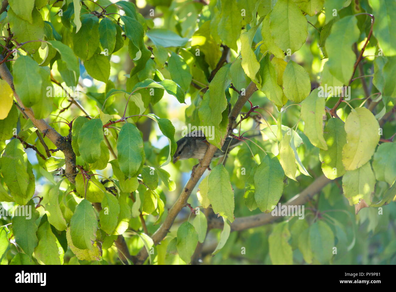 Lark tree hi-res stock photography and images - Alamy