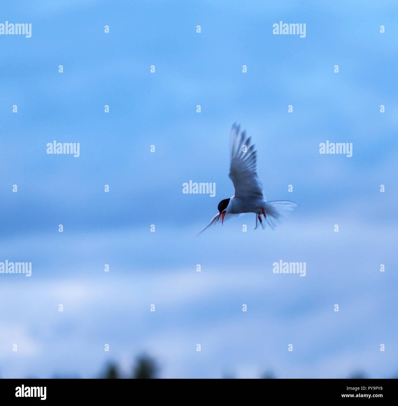 Arctic tern, Sterna Papadisaea in the air. Nordic night and clouds in ...