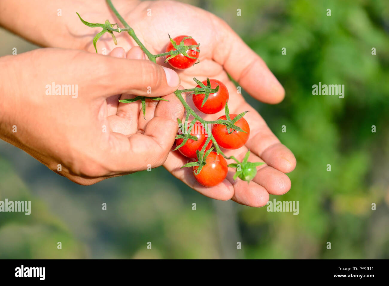 Male harvesting ripe cherry tomatoes hi-res stock photography and images - Alamy