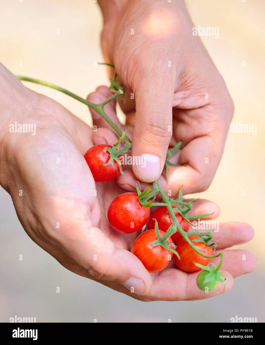 Farmer showing organic cherry tomatoes. Healthy food concept Stock Photo - Alamy