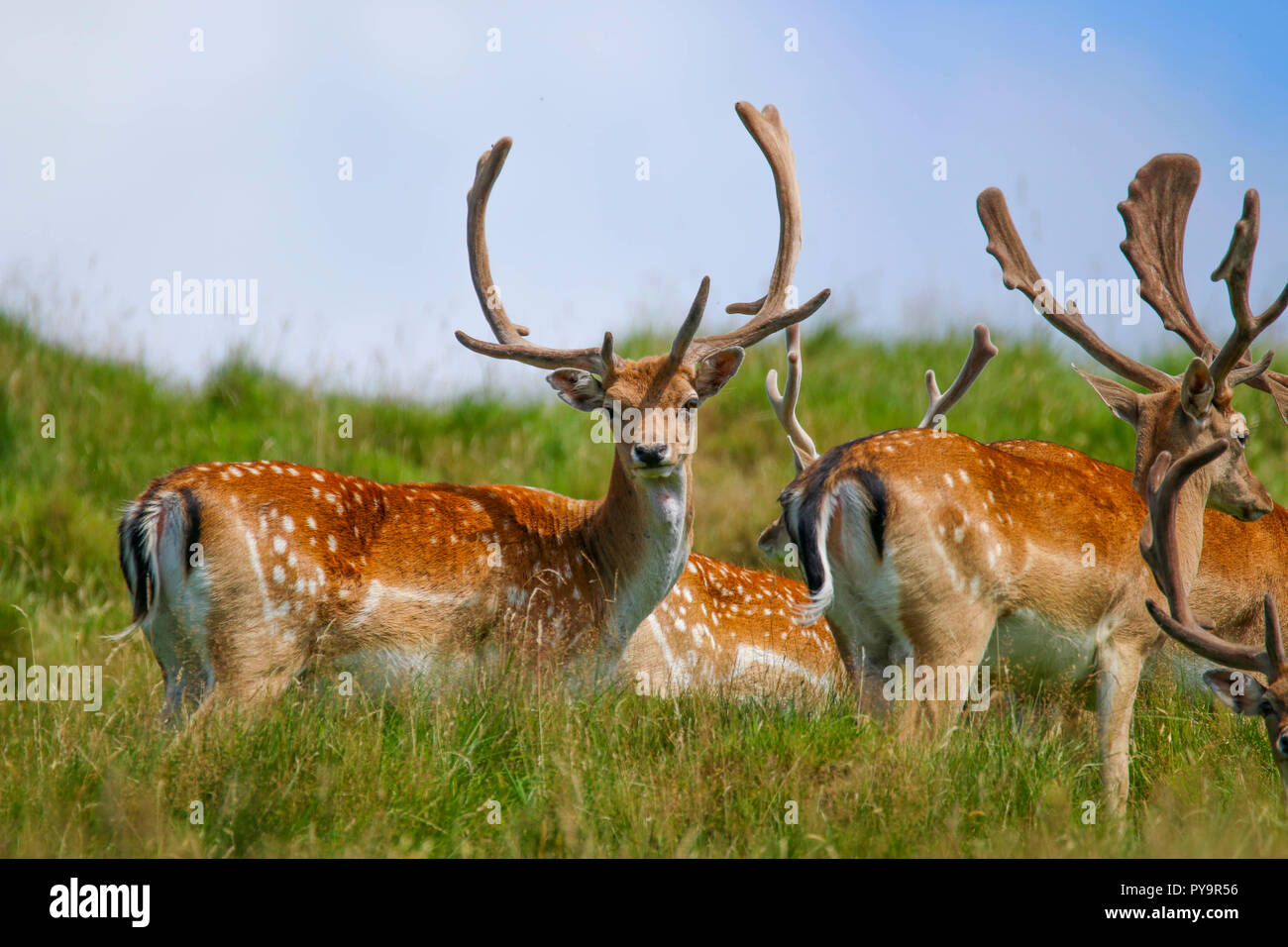 Fallow Deer (Dama Dama), Dinefwr Country Park, West Wales, UK Stock ...