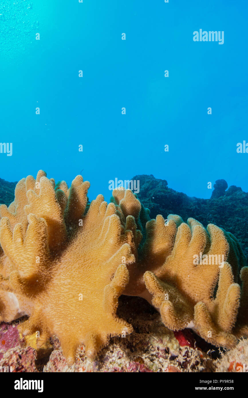 Leather finger Corals at the Maldives Stock Photo - Alamy