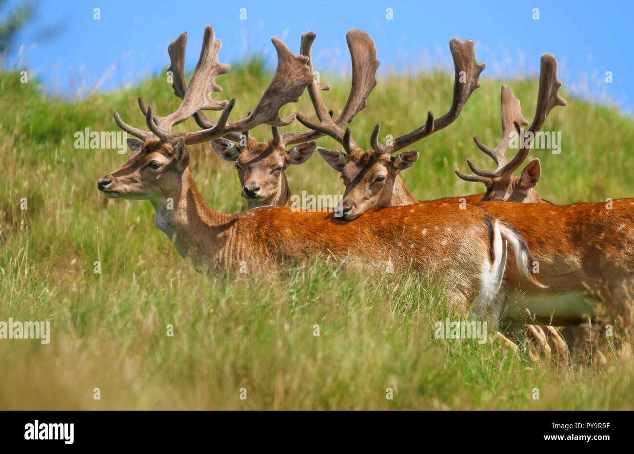 Fallow Deer (Dama Dama), Dinefwr Country Park, West Wales, UK Stock ...
