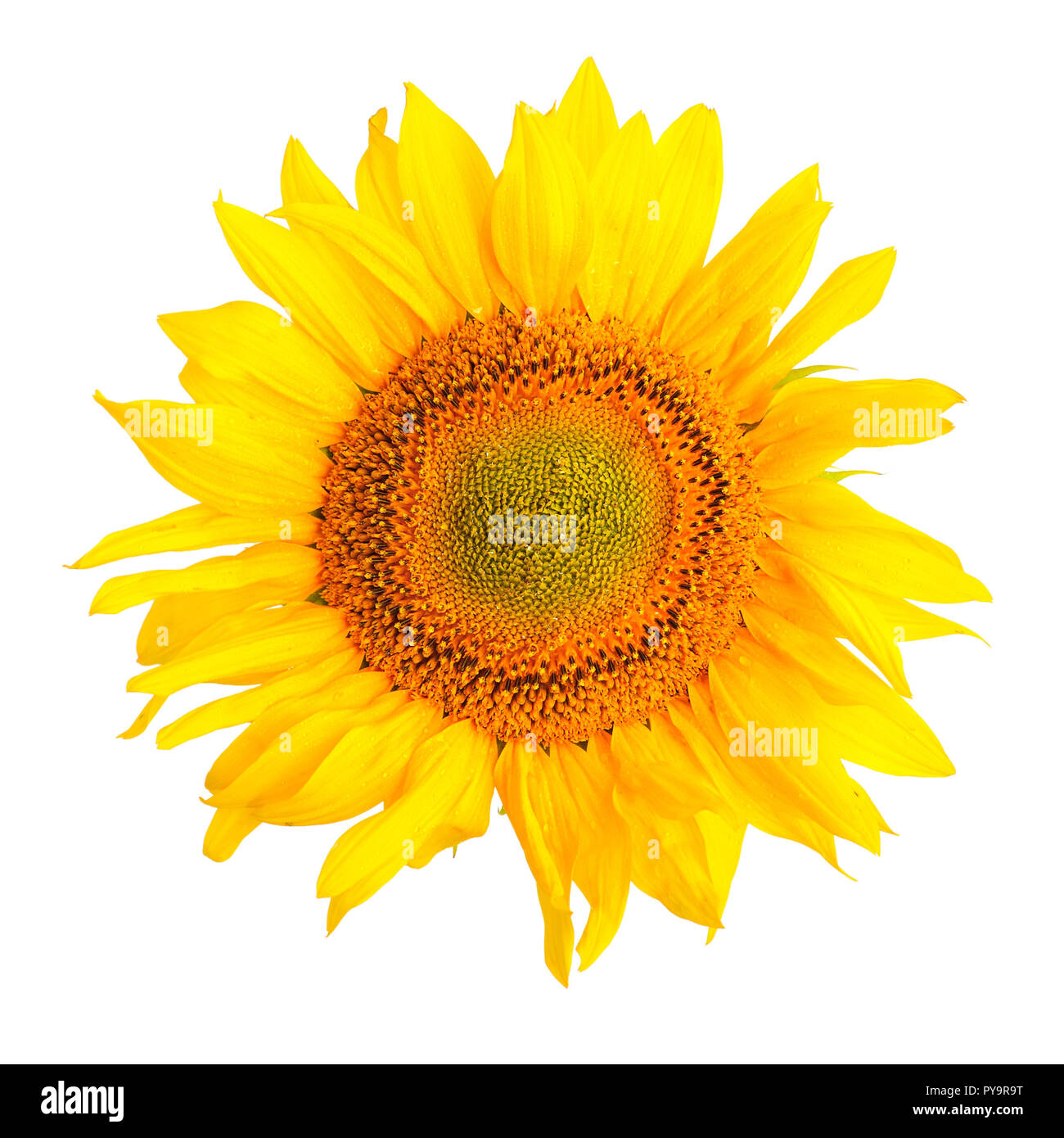 Sunflower isolated on a white background. Top view Stock Photo - Alamy