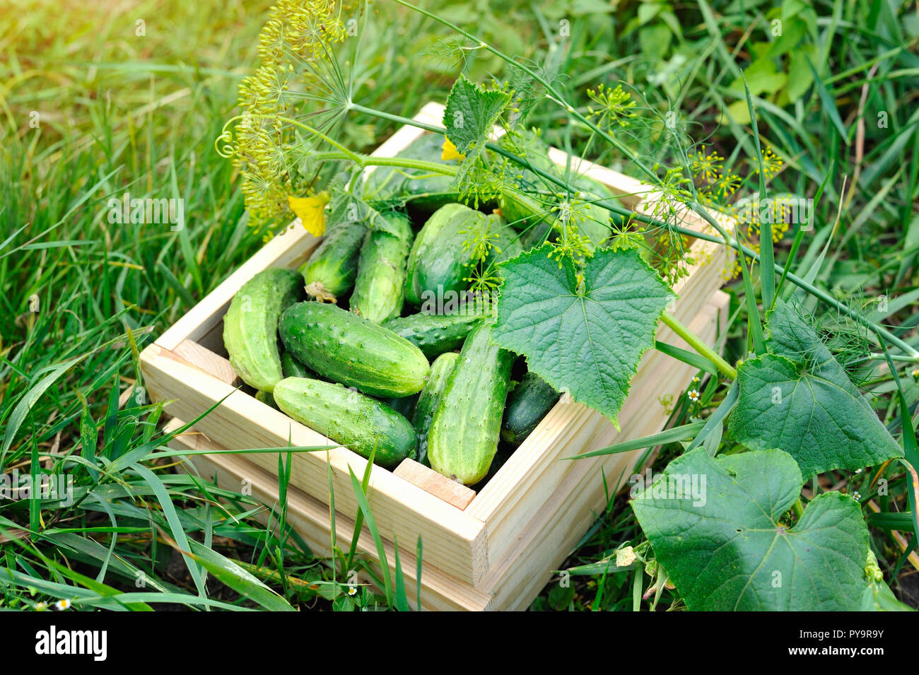 Fresh cucumbers in wooden box outdoor Stock Photo - Alamy