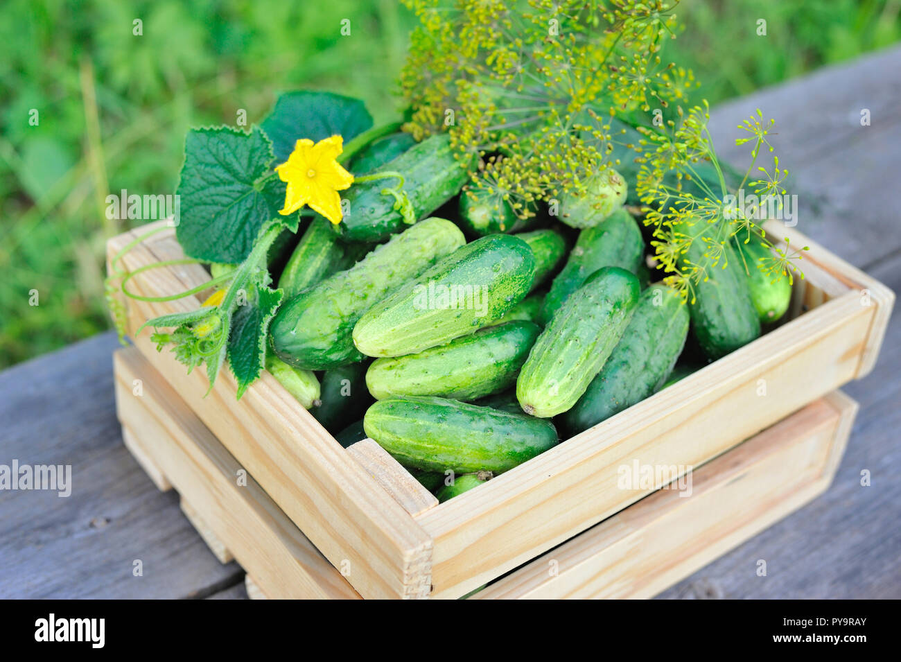 Fresh cucumbers in wooden box outdoor Stock Photo - Alamy