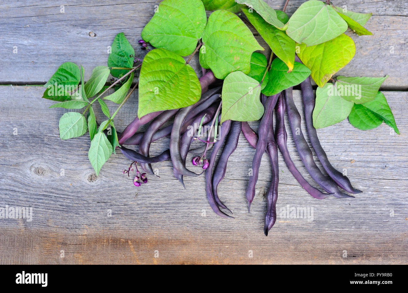 Kidney bean pod hi-res stock photography and images - Alamy