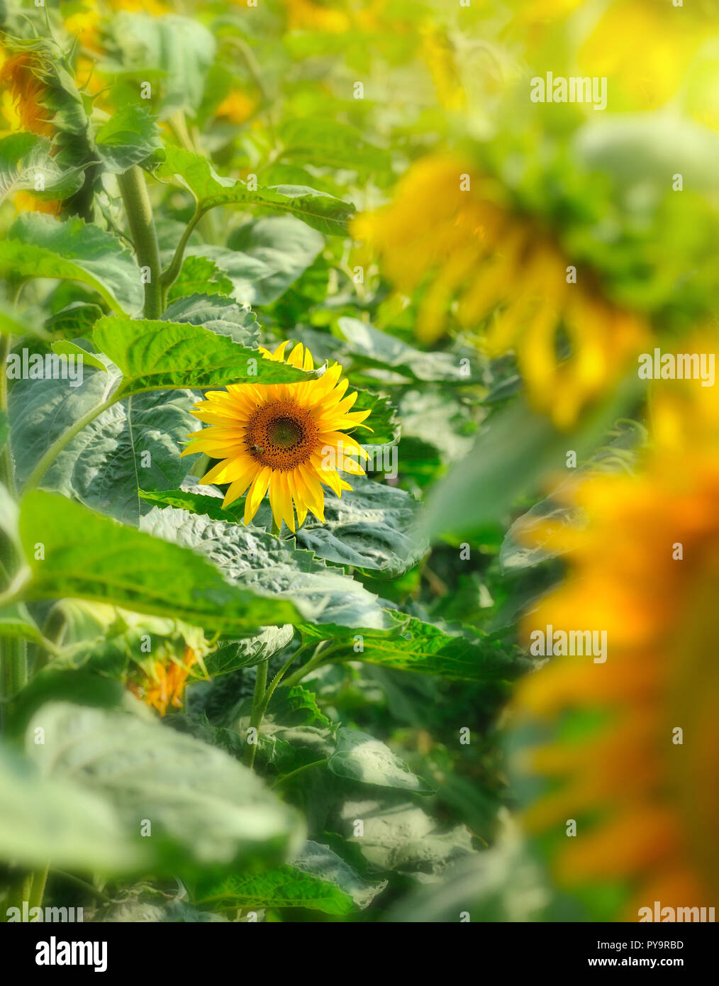 Small blooming sunflower in the sunflower field. Sunny day Stock Photo ...