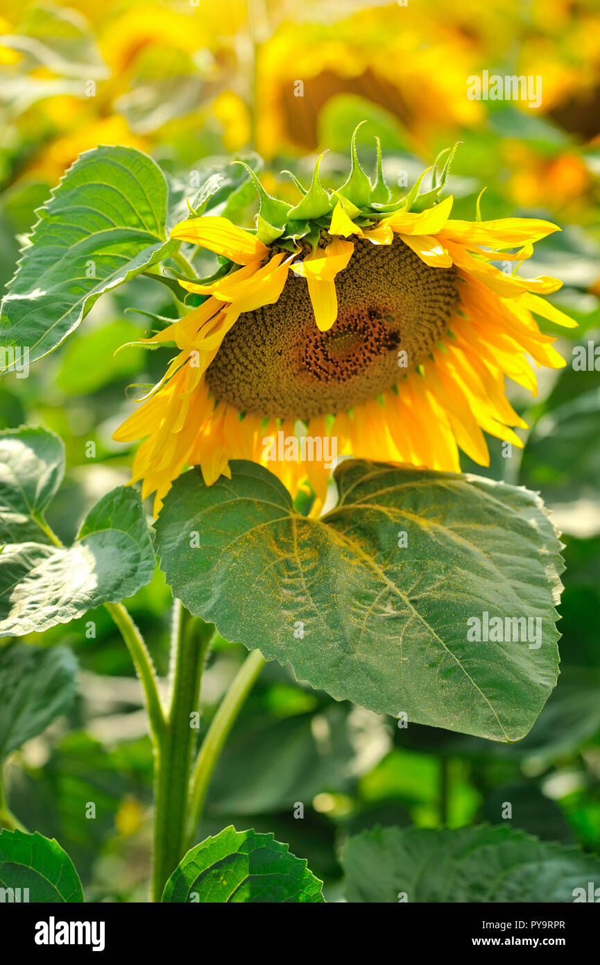 Close sunflower hi-res stock photography and images - Alamy