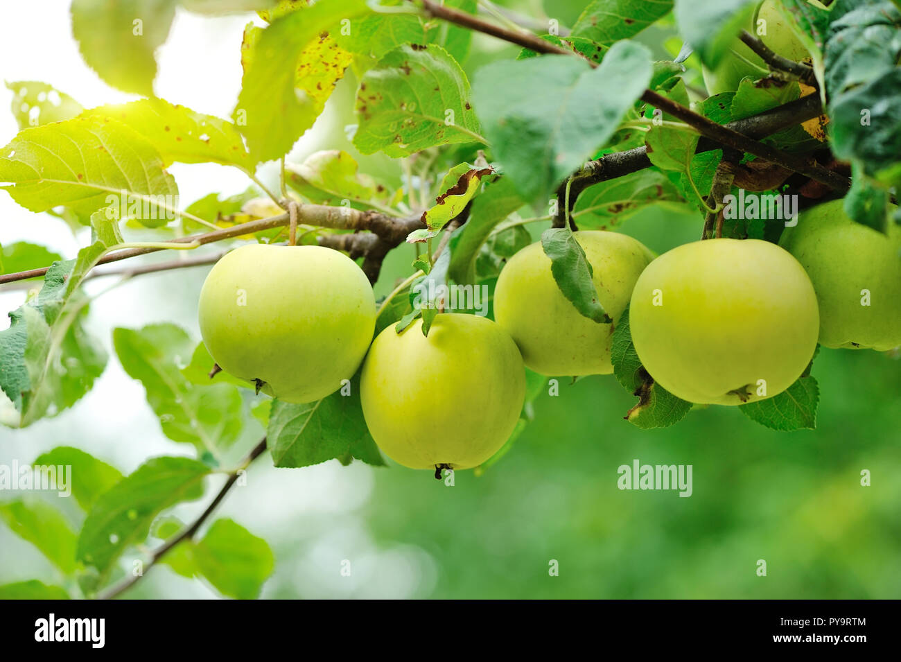 Ripe gardening apples hi-res stock photography and images - Alamy