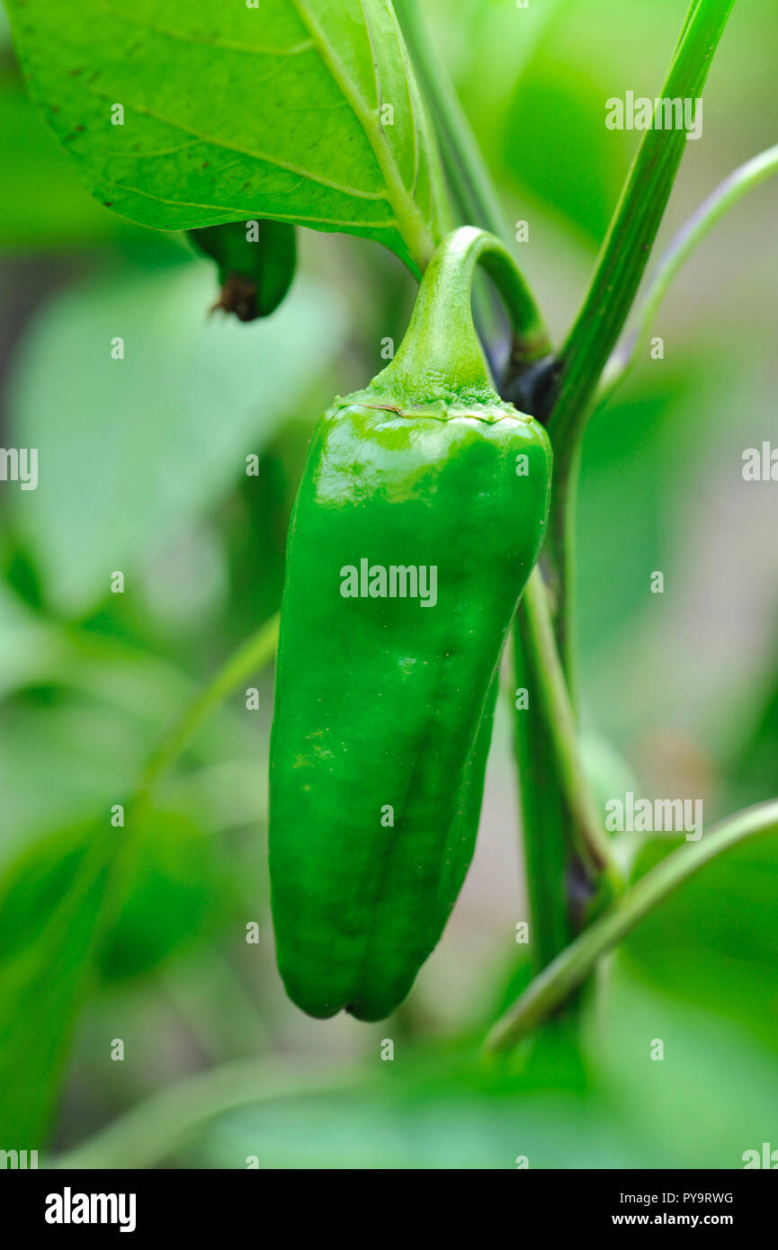 Growing green pepper close up (Capsicum annuum Stock Photo - Alamy