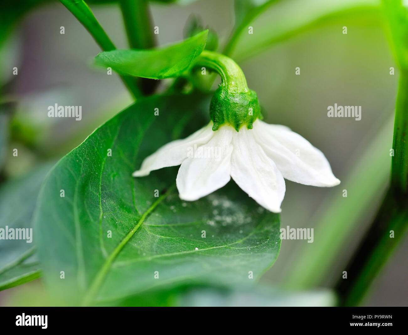 Bell pepper flower hi-res stock photography and images - Alamy