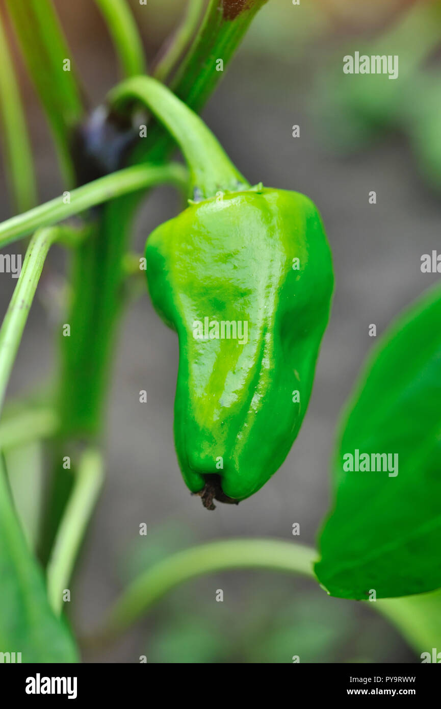 Green pepper stalk hi-res stock photography and images - Alamy