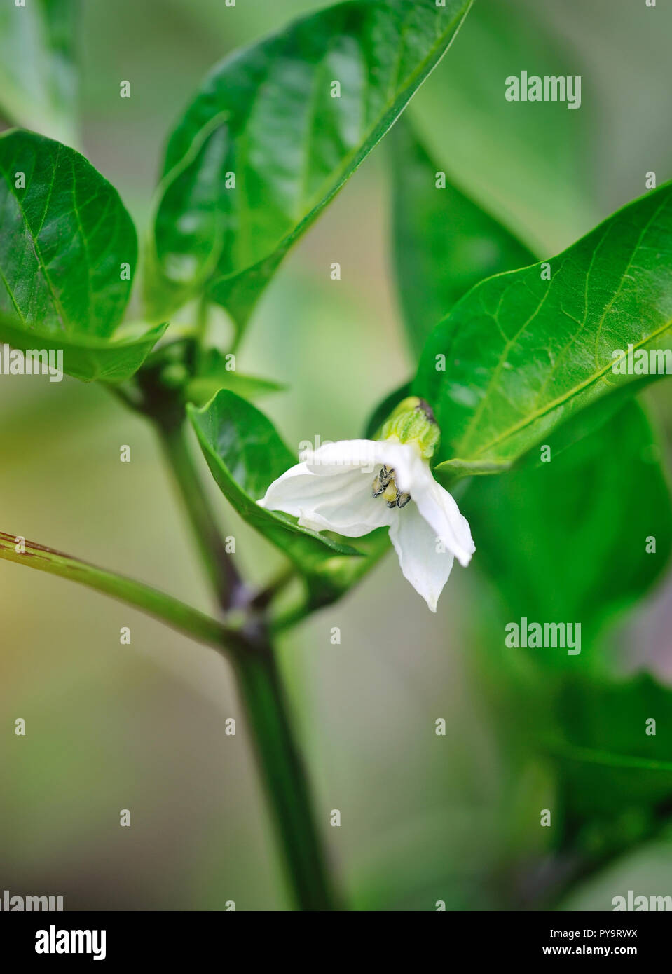 Bell pepper flower hi-res stock photography and images - Alamy