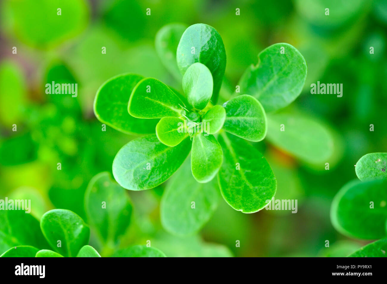 Top portulaca oleracea hi-res stock photography and images - Alamy