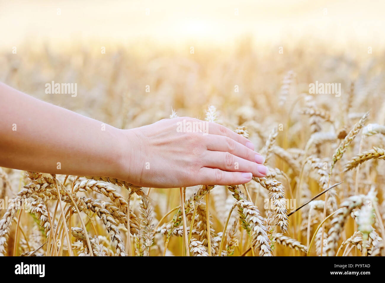 Woman hand passing touching hi-res stock photography and images - Alamy