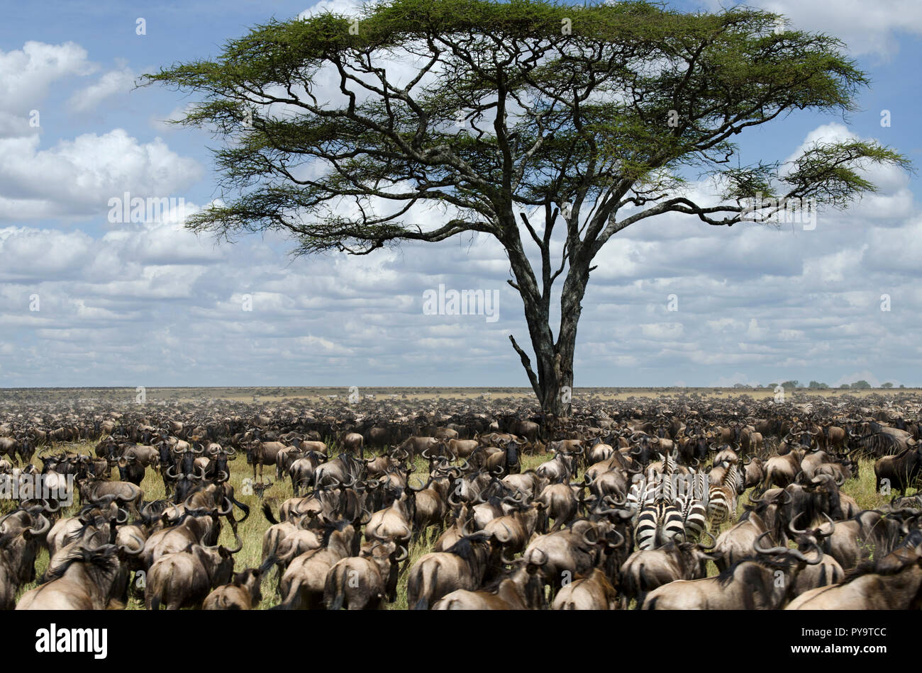 Migrating zebra hi-res stock photography and images - Alamy