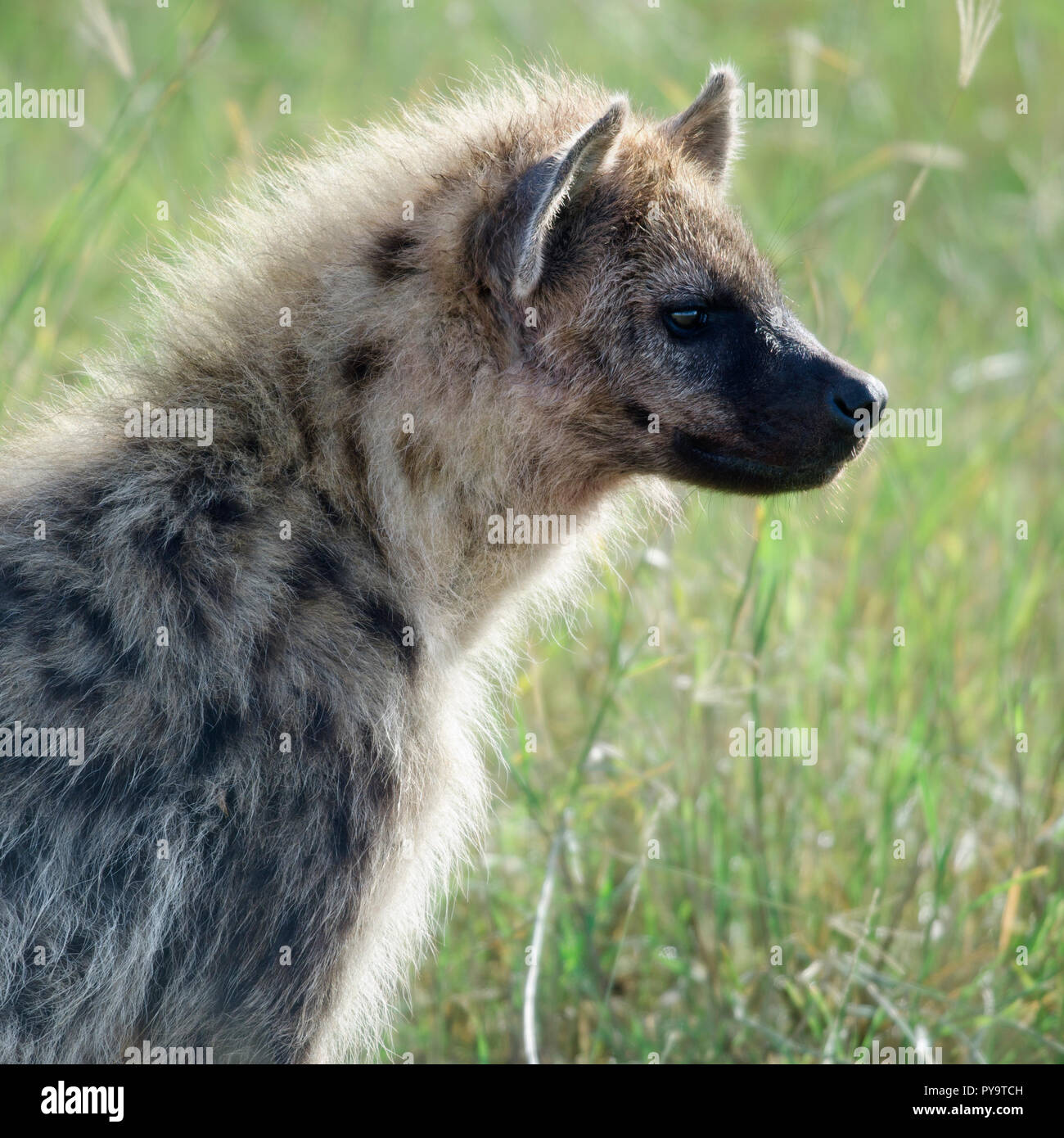 Hyena side profile hi-res stock photography and images - Alamy