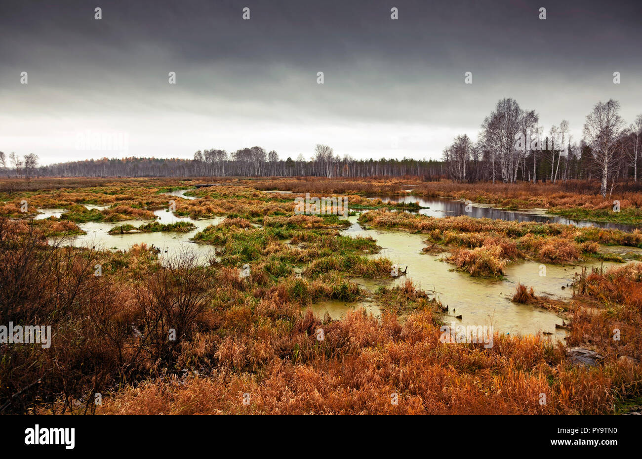 russian autumn swamp landscape photo Stock Photo - Alamy