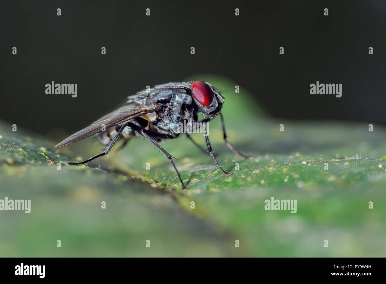 Black robber fly in hi-res stock photography and images - Alamy