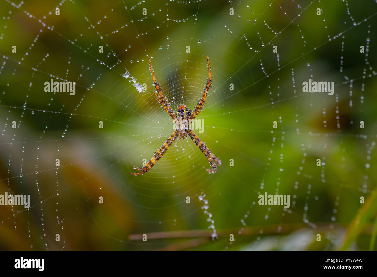 Spider with beautiful spiderweb with raindrop as abstract background in ...