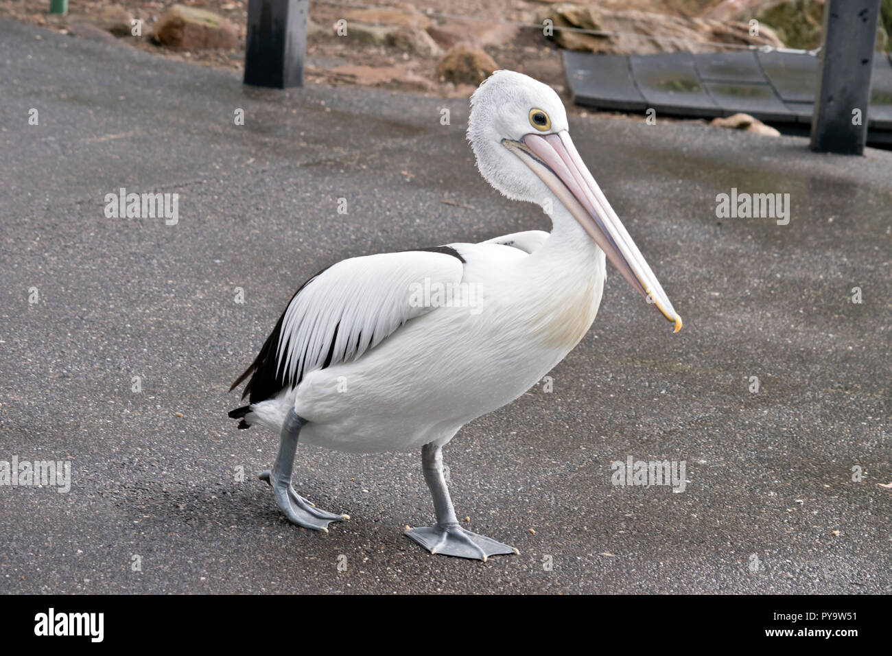 this is a side view of an Australian pelican Stock Photo - Alamy