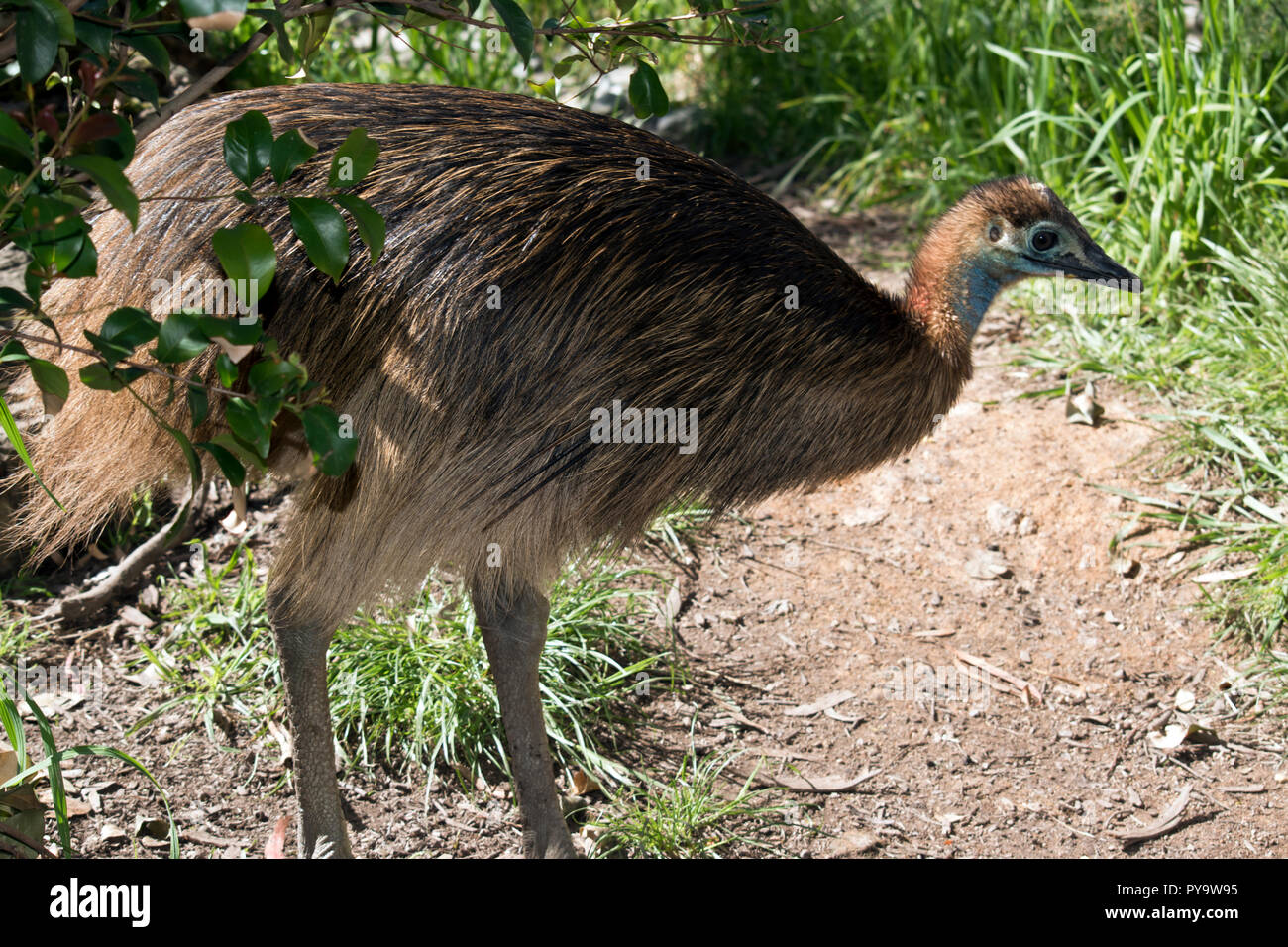 this is a side view of a young cassowary Stock Photo - Alamy
