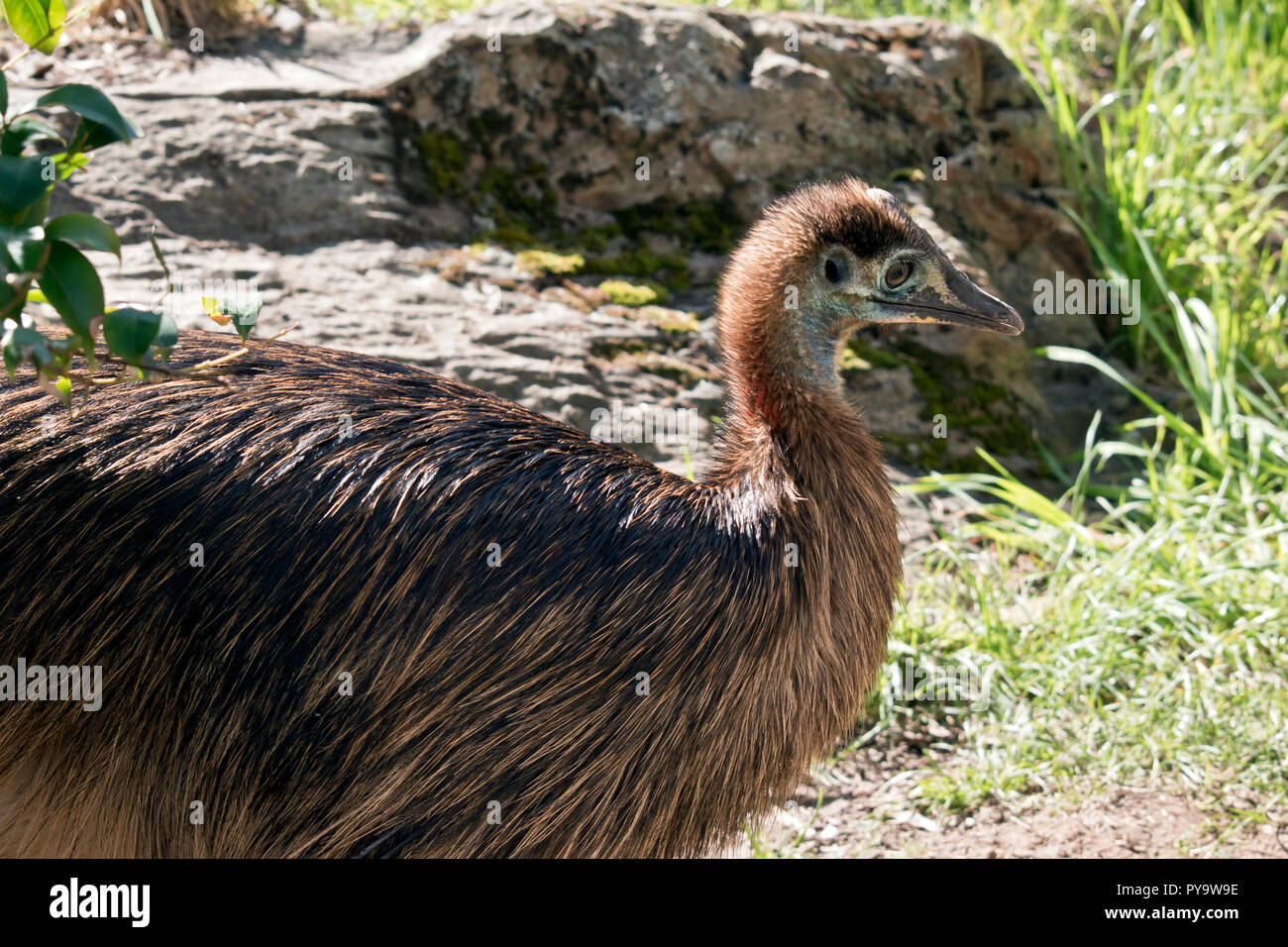 Cassowary legs hi-res stock photography and images - Alamy